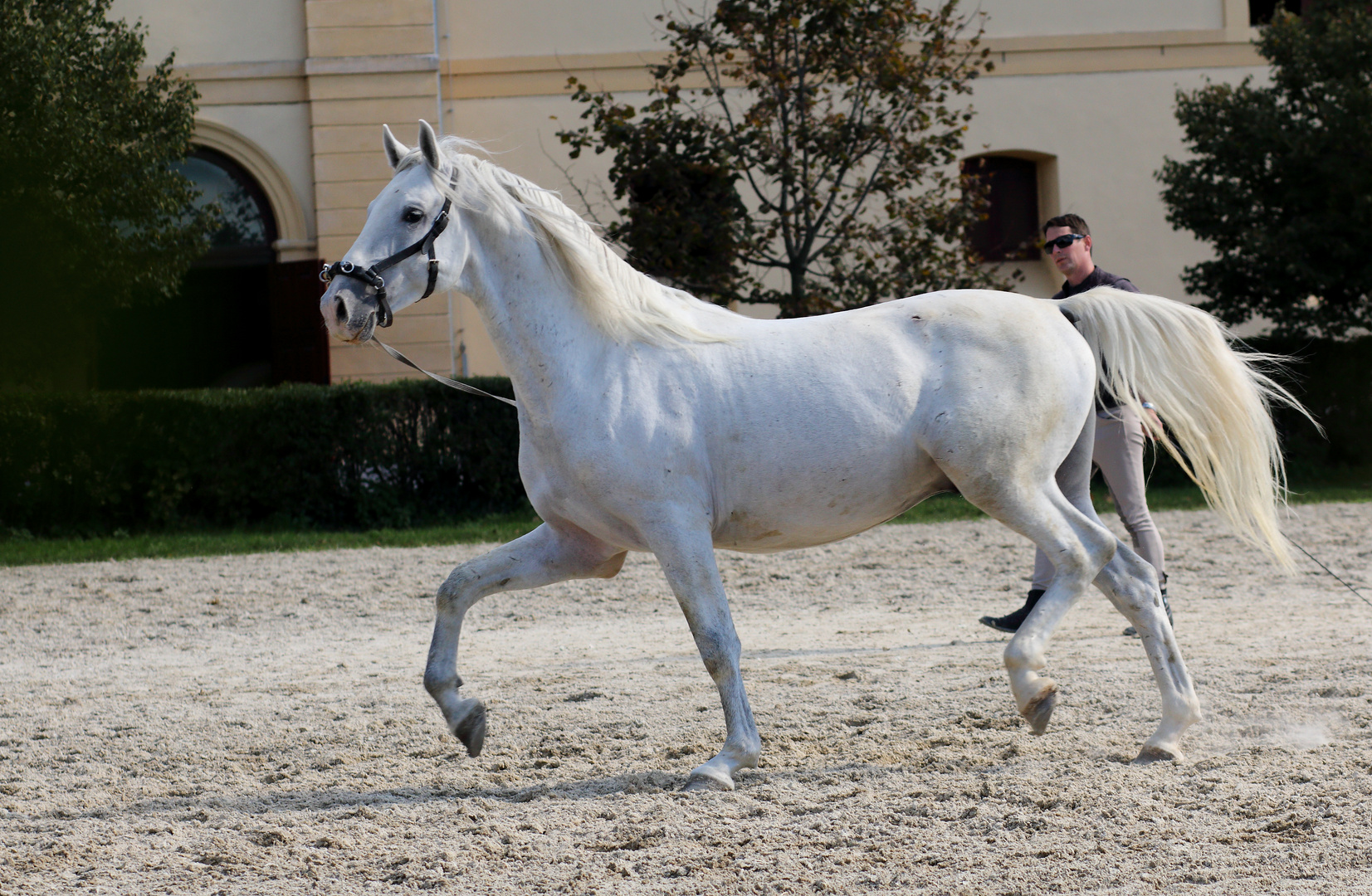 Lipizzaner-Hengst Foto & Bild | tiere, haustiere, pferde, esel ...