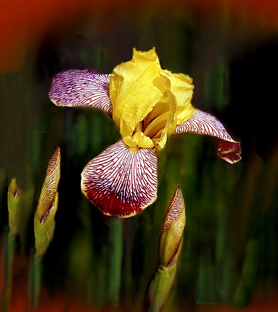 LIrio amarillo Foto & Bild | macro , spezial, natur Bilder auf ...