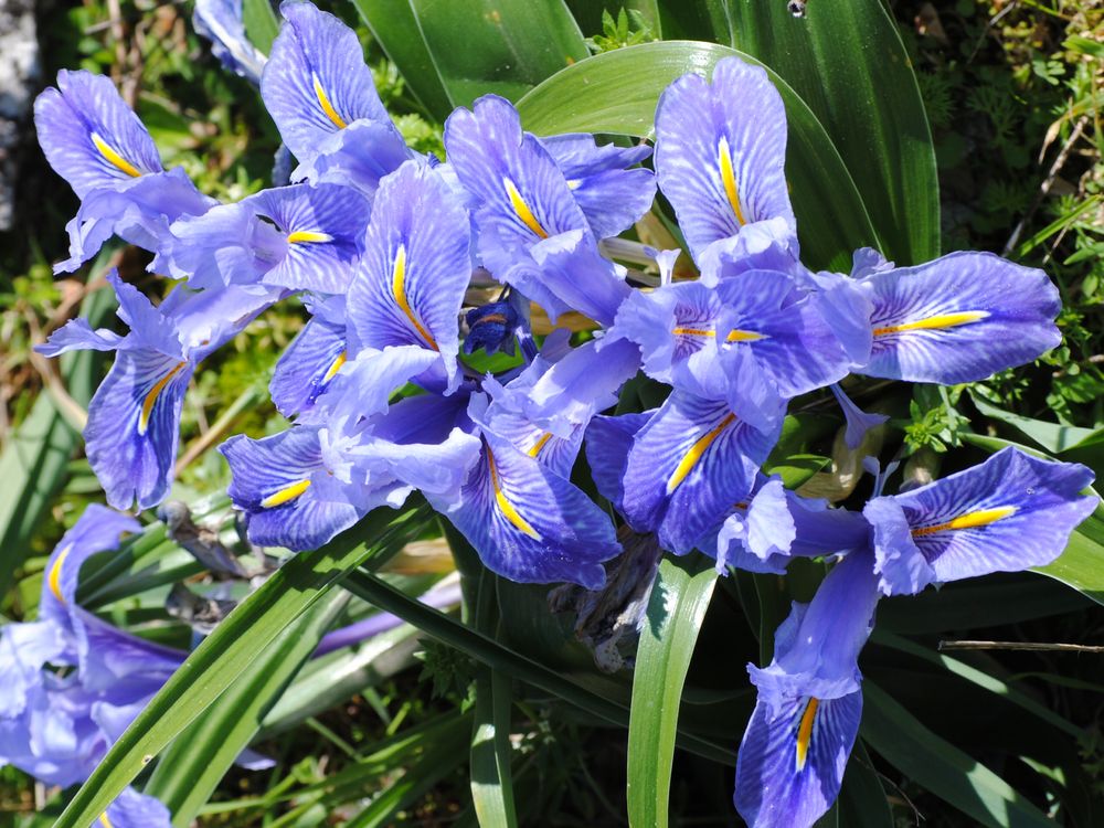 LIRIOS Imagen & Foto | plantas, flores, naturaleza Fotos de fotocommunity