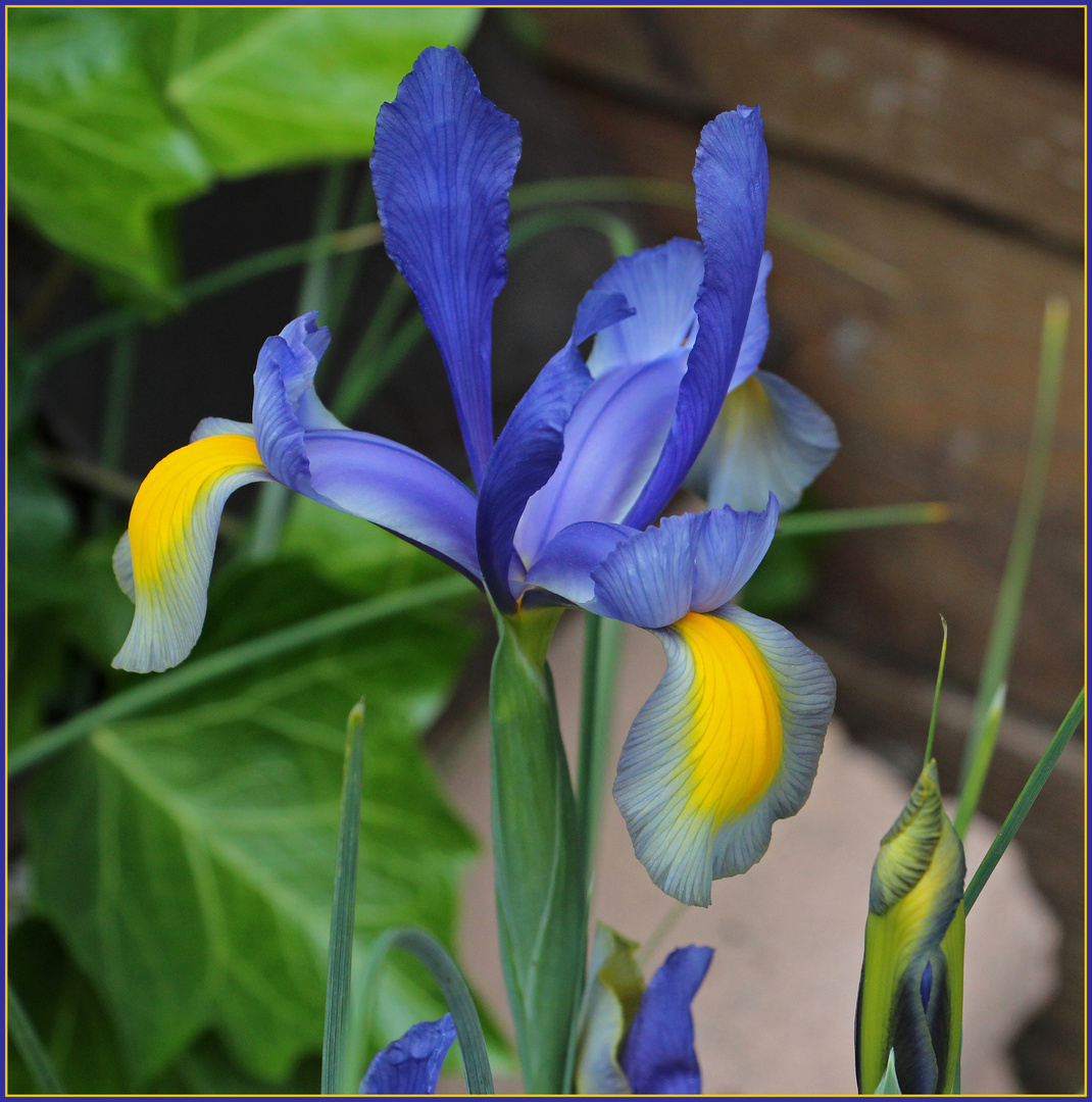 L'iris photo et image | animations photographiques, un jour - une ...