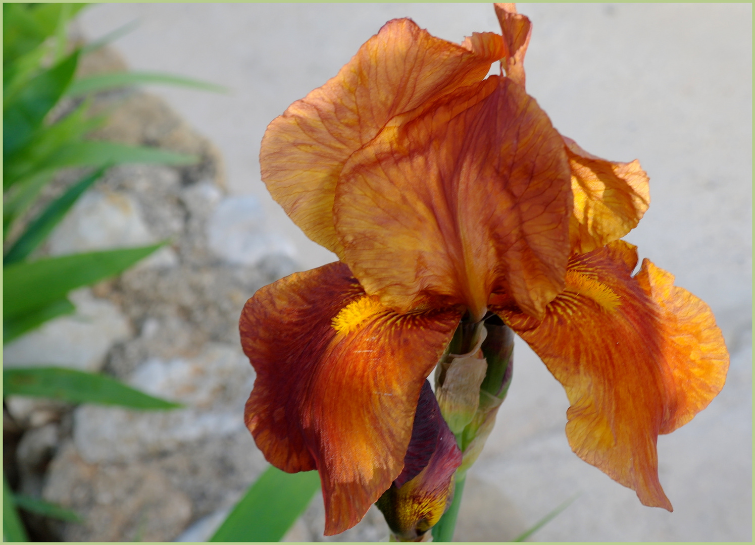 L'iris aux couleurs de lever de soleil........ photo et image | macro ...