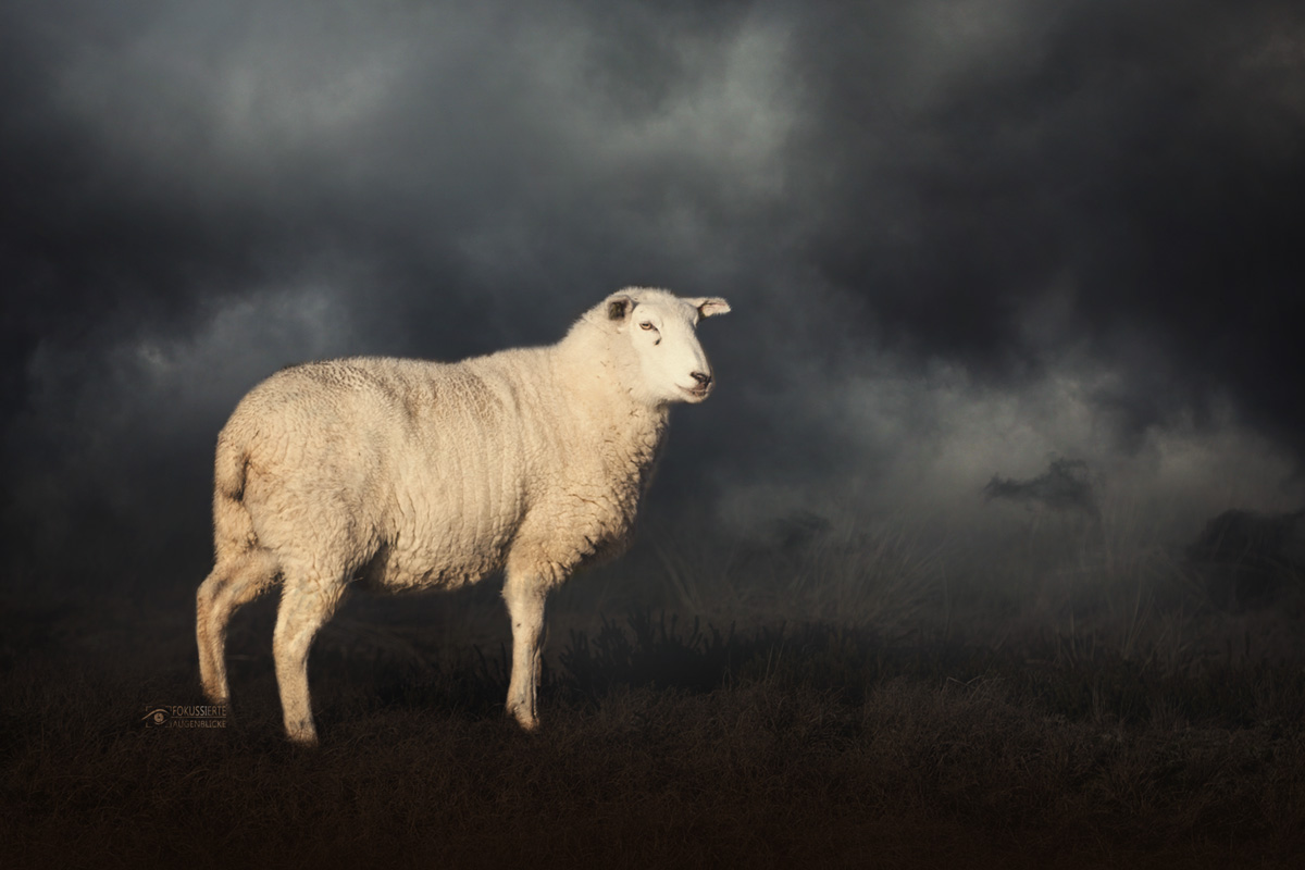 Liselotte Foto & Bild | tiere, haustiere, nutztiere Bilder auf ...