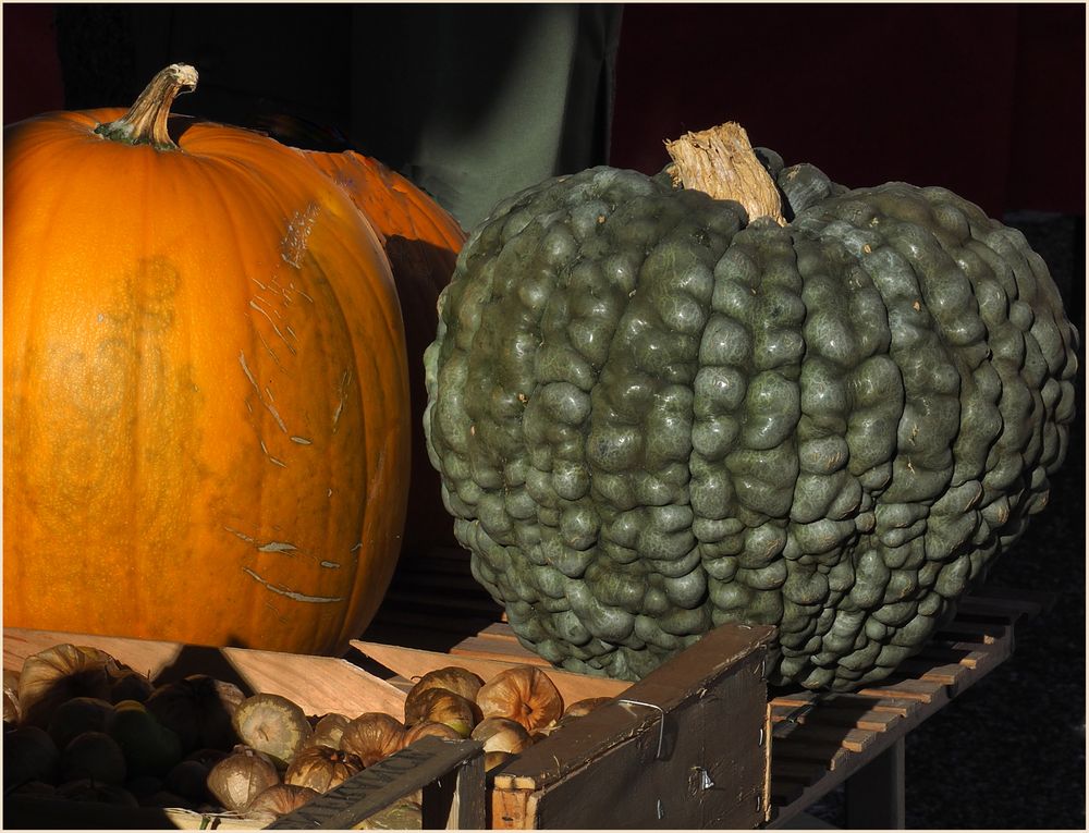 Lisse ou rugueux photo et image | natur, pflanzen, kürbis Images ...