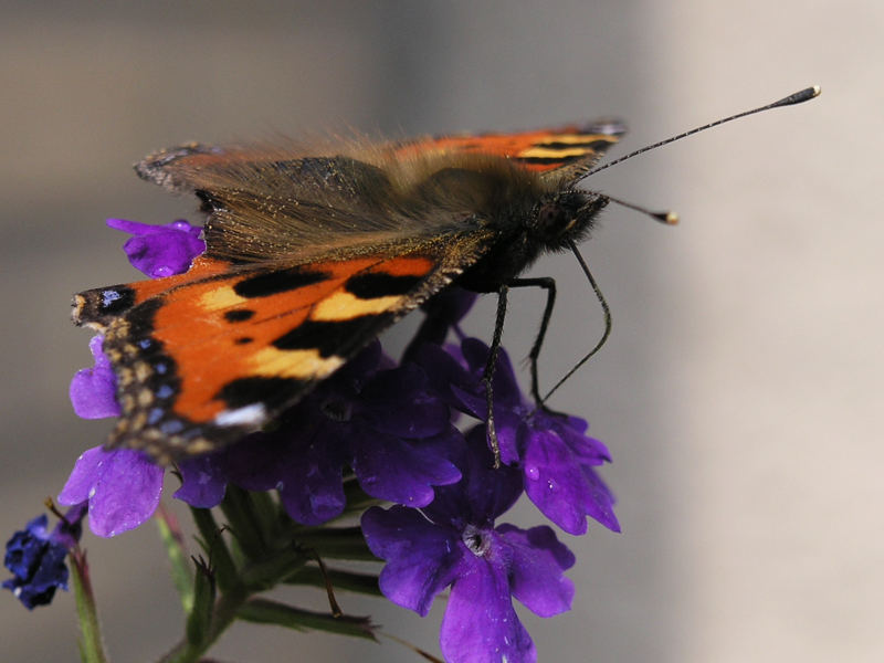 Listiger Fuchs Foto & Bild | tiere, wildlife, schmetterlinge Bilder auf ...
