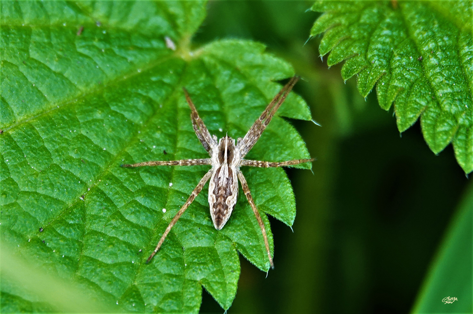 Listspinne oder Brautgeschenkspinne (Pisaura mirabilis) Foto & Bild ...