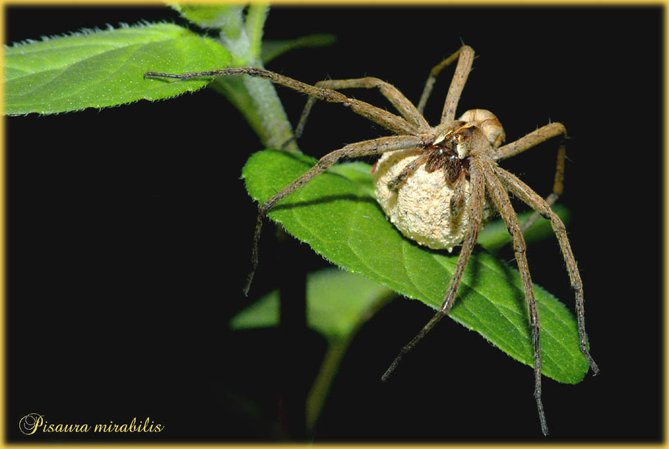 Listspinne - Pisaura mirabilis Foto & Bild | tiere, wildlife, spinnen ...