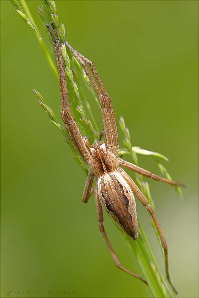 Listspinne (Pisaura mirabilis) Foto & Bild | tiere, wildlife, spinnen ...