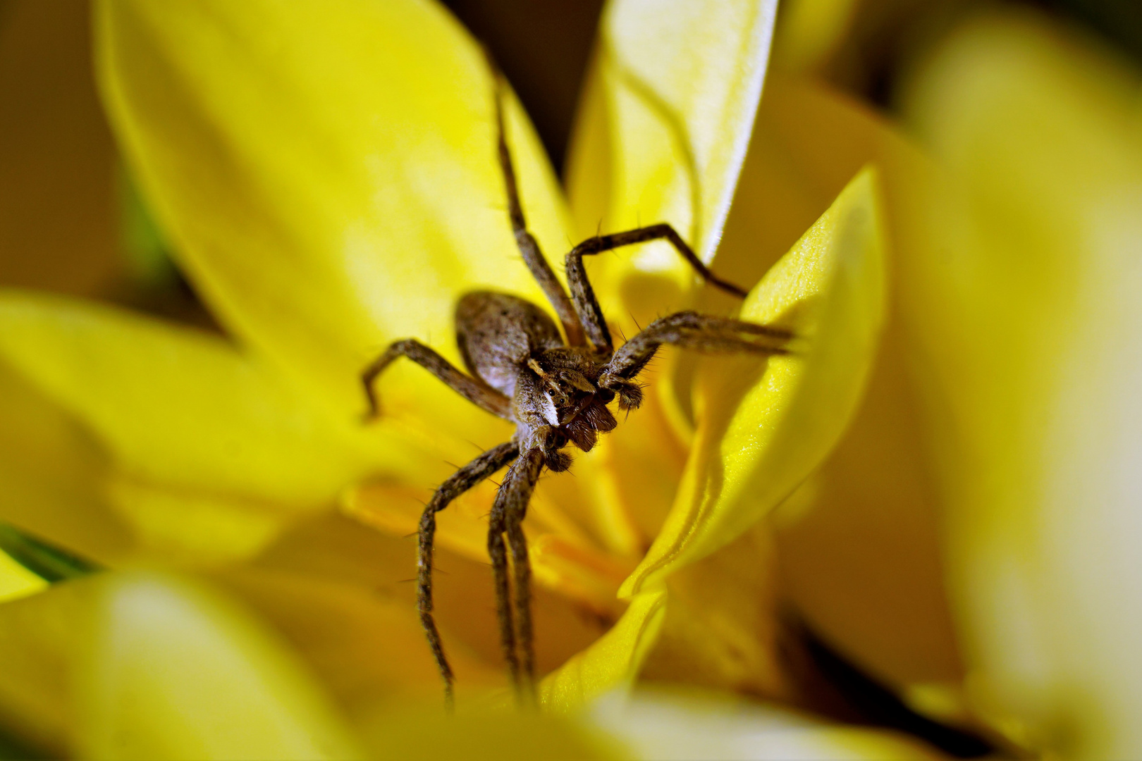 Listspinne (Pisaura mirabilis) Foto & Bild | nah- & makro, tiere ...