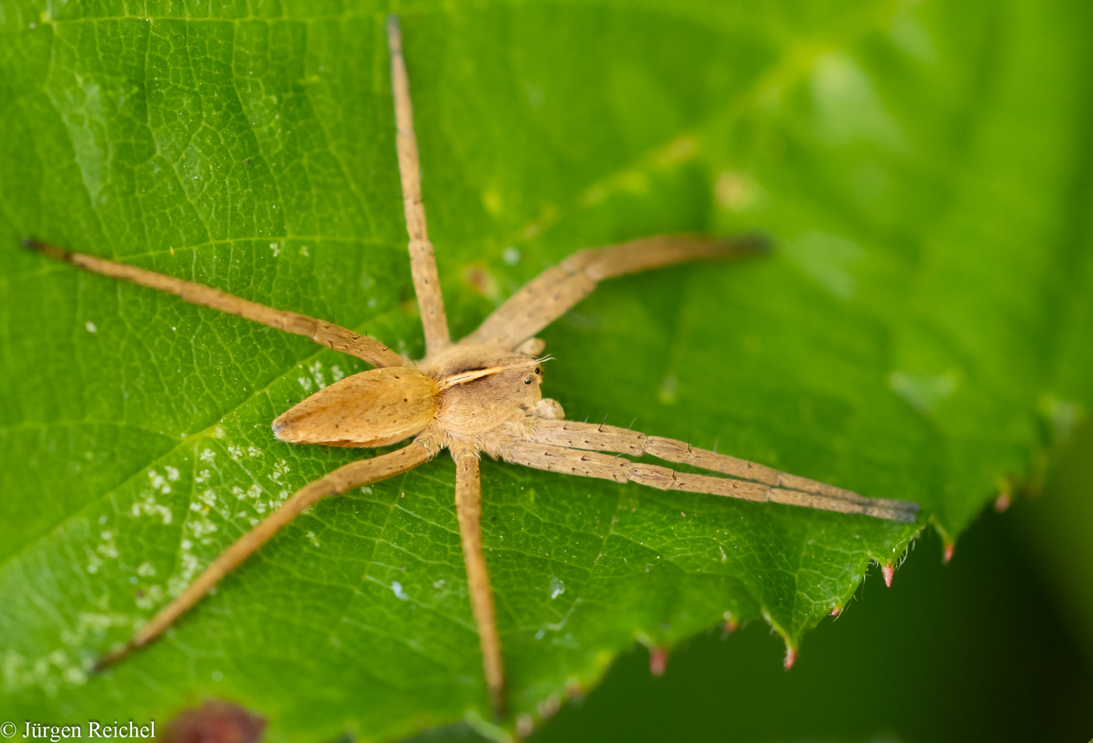 Listspinne ( Pisaura mirabilis ) Foto & Bild | tiere, wildlife, spinnen ...