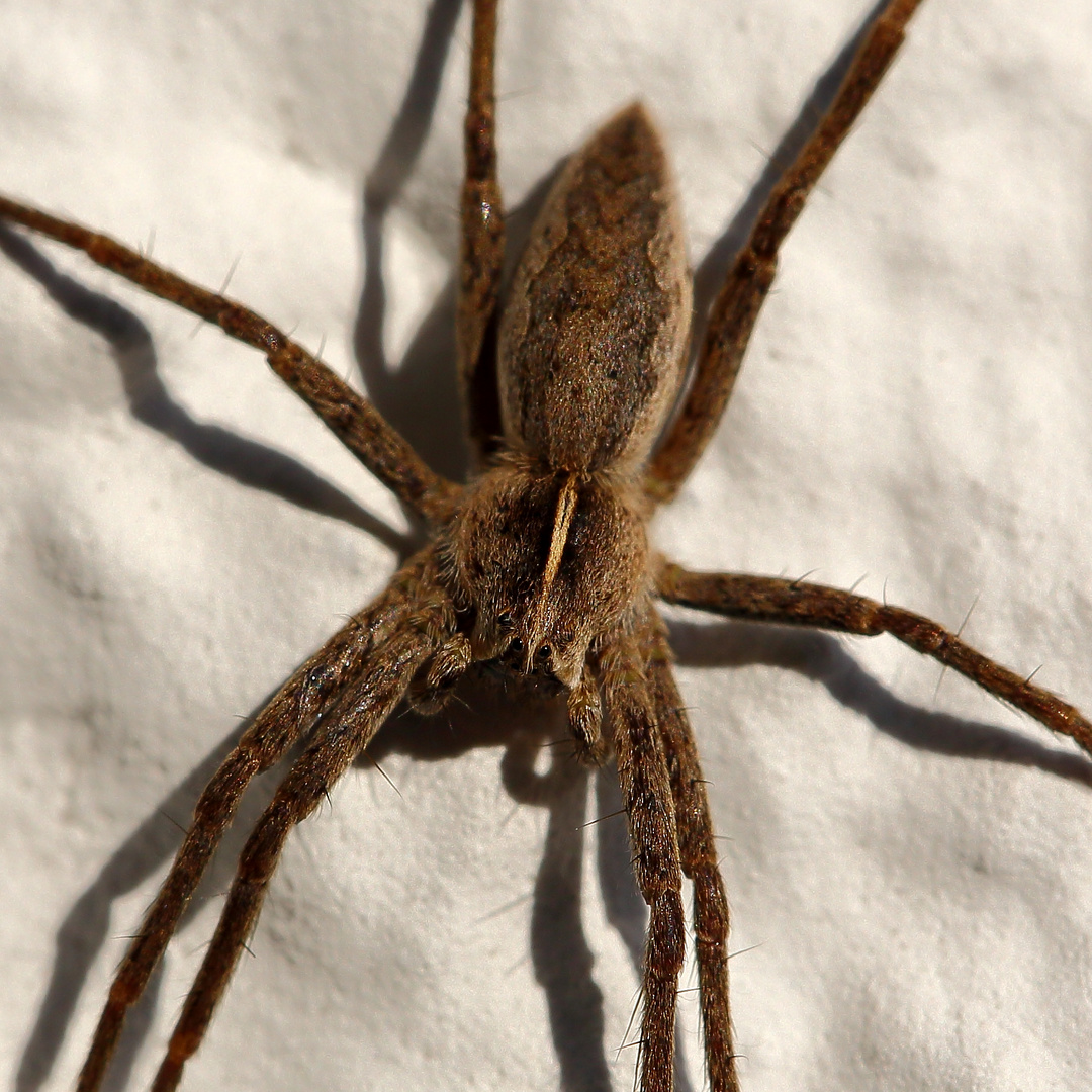 Listspinne (Pisaura mirabilis) Foto & Bild | tiere, wildlife, spinnen ...