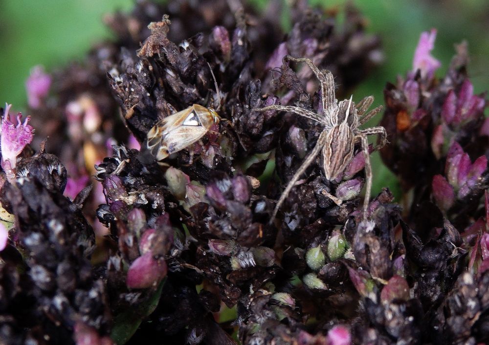 Listspinne (Pisaura mirabilis) jagt Wiesenwanze (Lygus pratensis) Foto ...