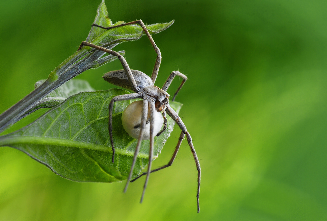 Listspinne (Pisaura mirabilis) mit Eikokon Foto & Bild | tiere ...