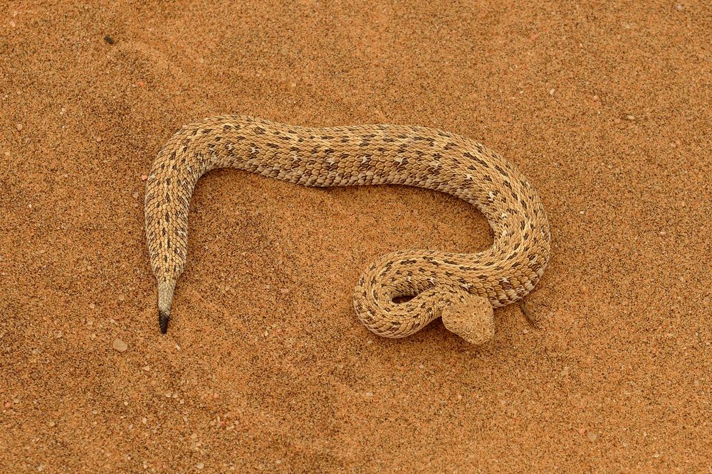 Little 5 in der Namib 04 Foto & Bild | world, natur, namibia Bilder auf ...