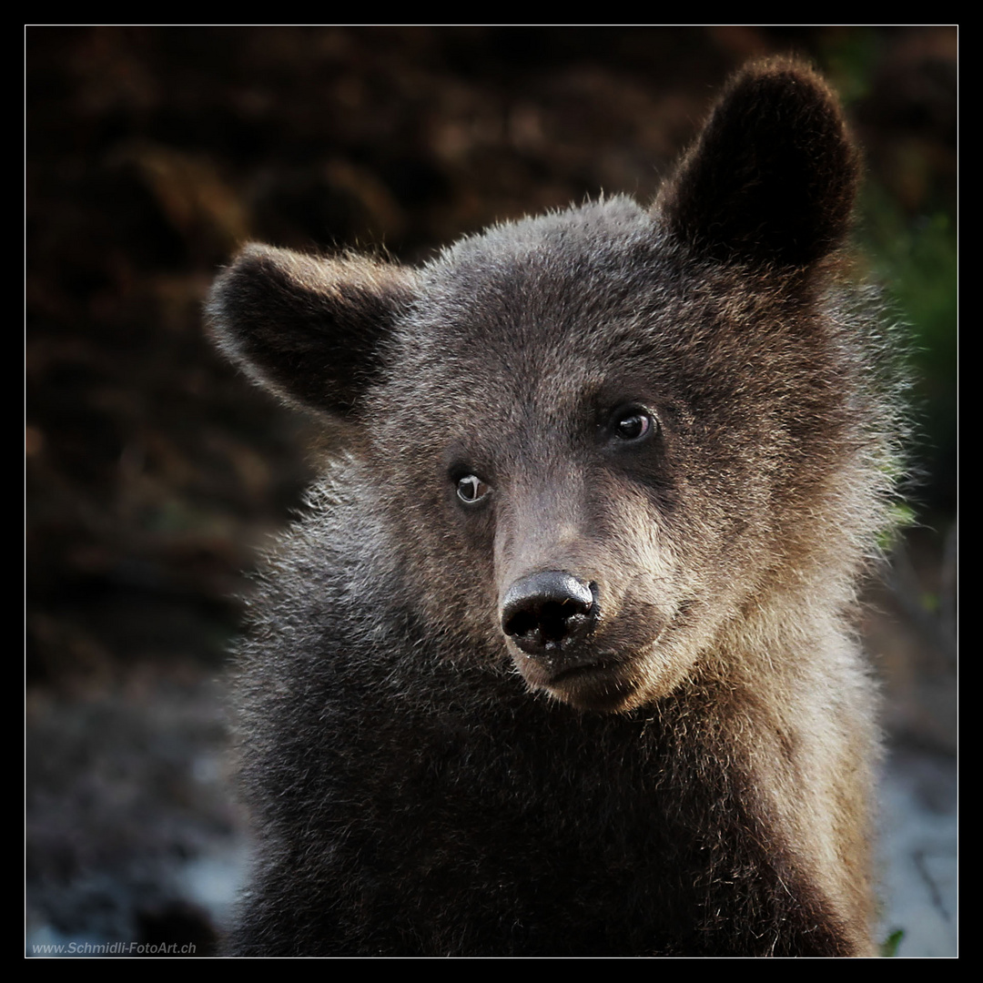 ( Little Bear ) Foto & Bild | tiere, wildlife, säugetiere Bilder auf ...