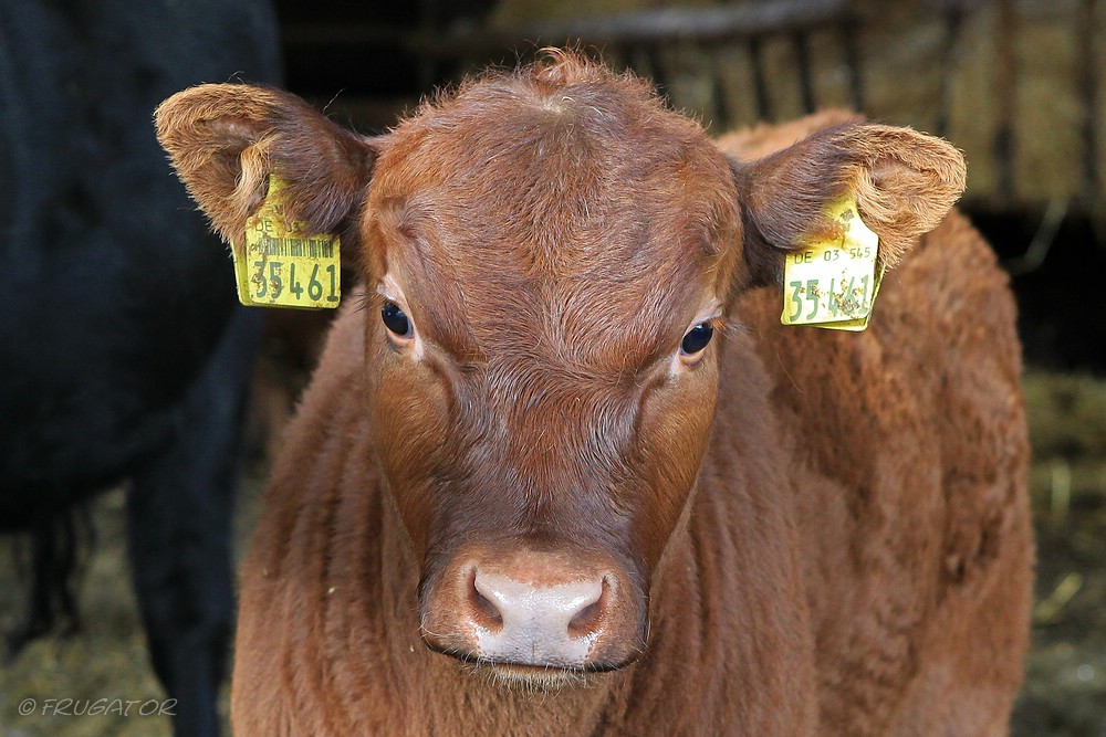 "Little Bull"... Foto & Bild | tiere, tierkinder, natur Bilder auf ...