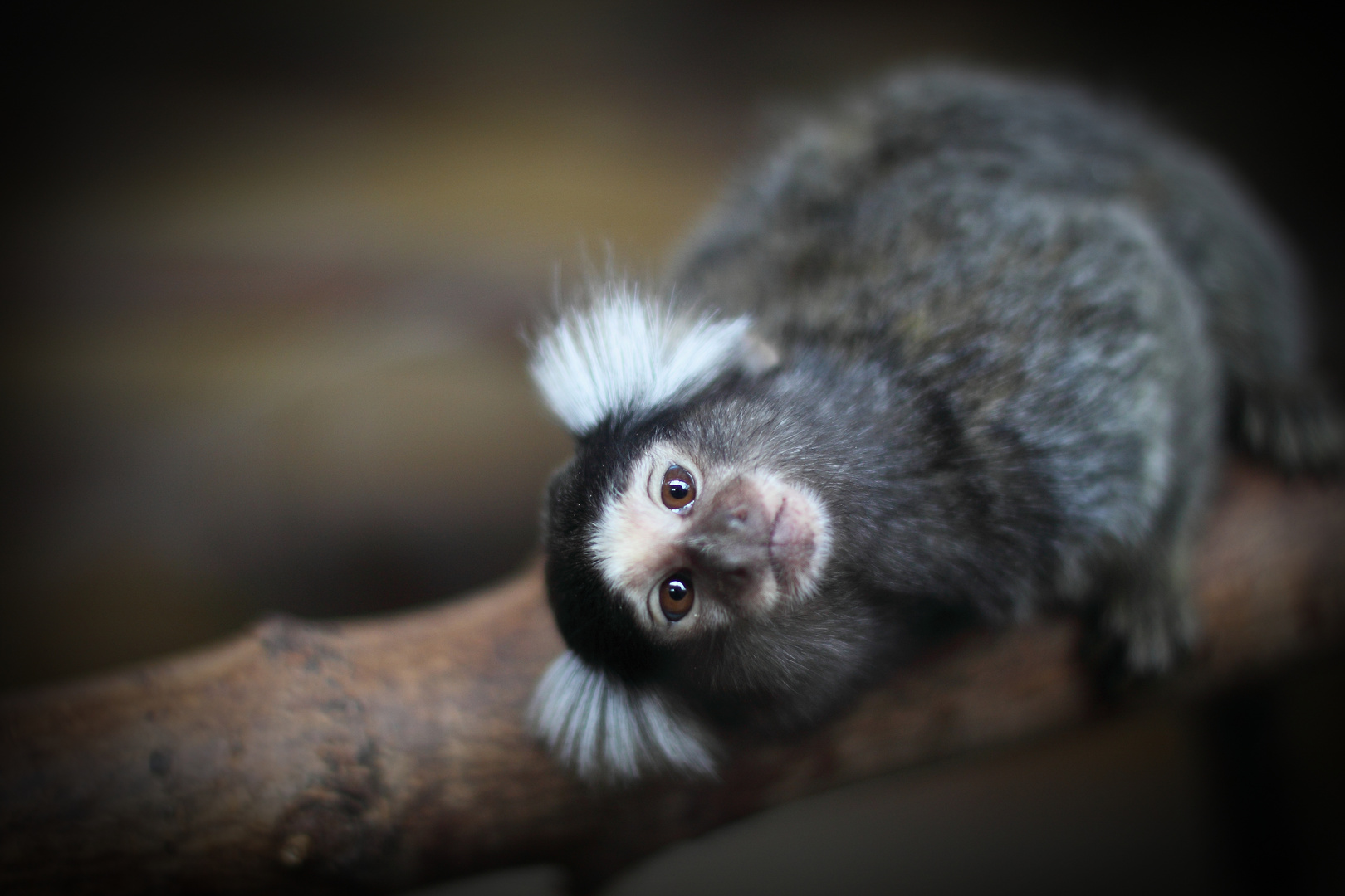 Little cheeky monkey Foto & Bild | tiere, zoo, wildpark & falknerei ...
