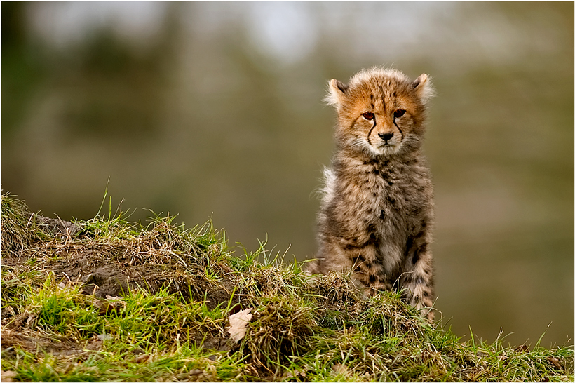 little cheetah Foto & Bild | tiere, tierkinder, natur Bilder auf ...
