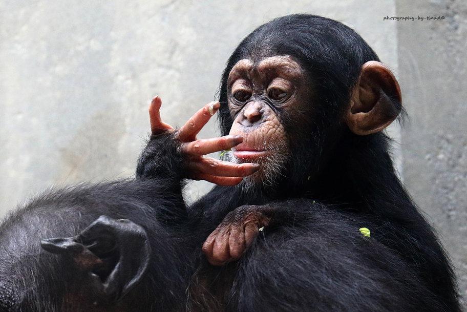 Little Chimp Foto & Bild | tiere, zoo, wildpark & falknerei, säugetiere ...