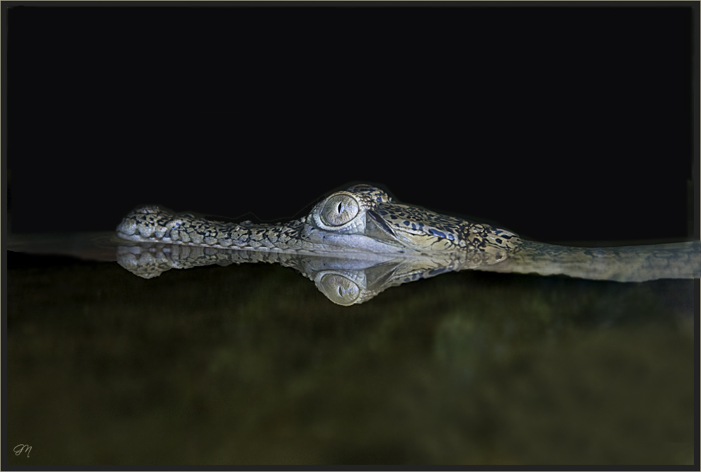 Little crocodile - Kleines Krokodil Foto & Bild | animals, zoos, parks ...