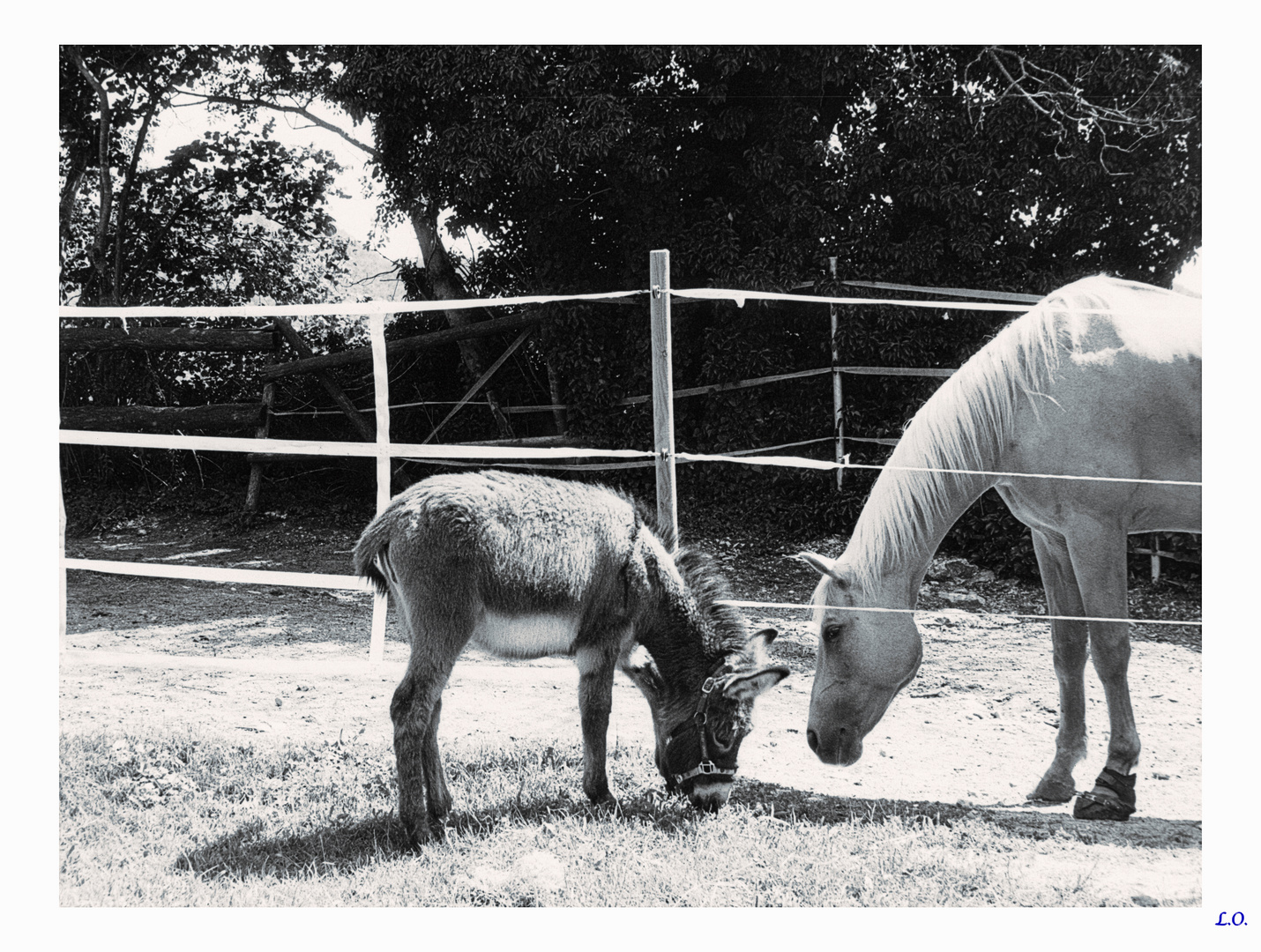 Little donkey, big horse. Foto % Immagini| animali, animali domestici e ...