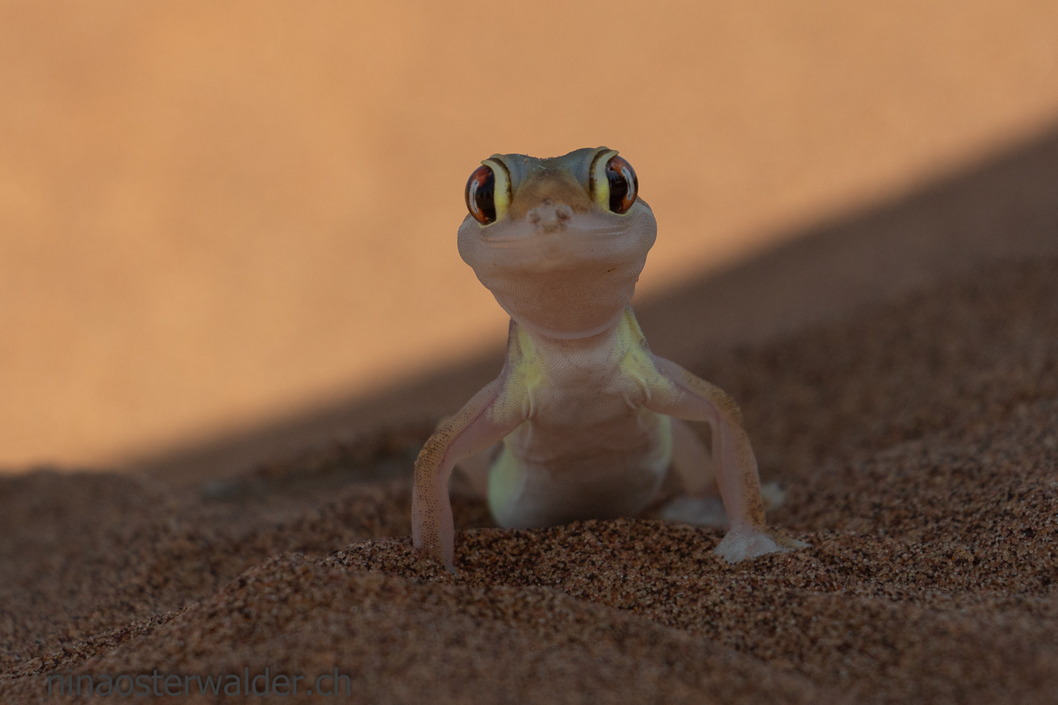 Little Five Namibia Foto & Bild | africa, southern africa, namibia ...