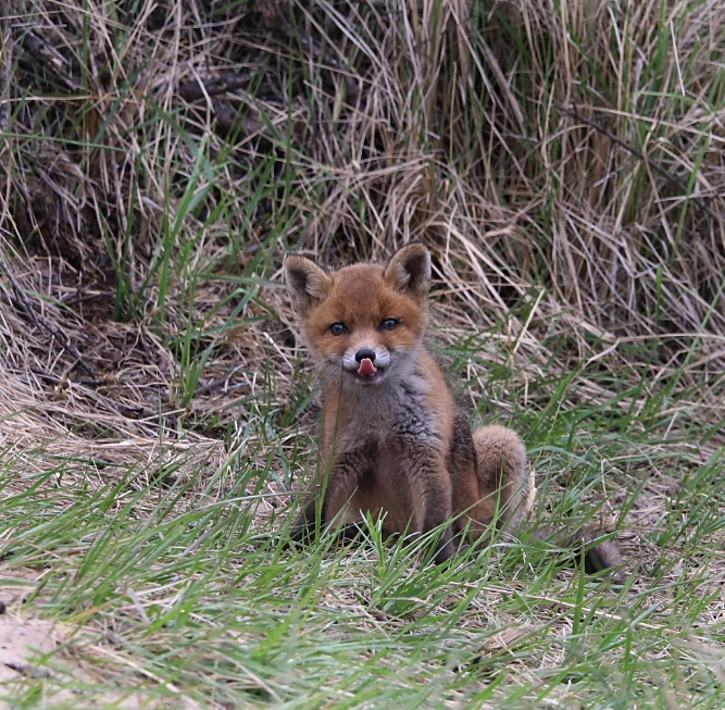Little Fox Foto & Bild | tiere, wildlife, fotos Bilder auf fotocommunity
