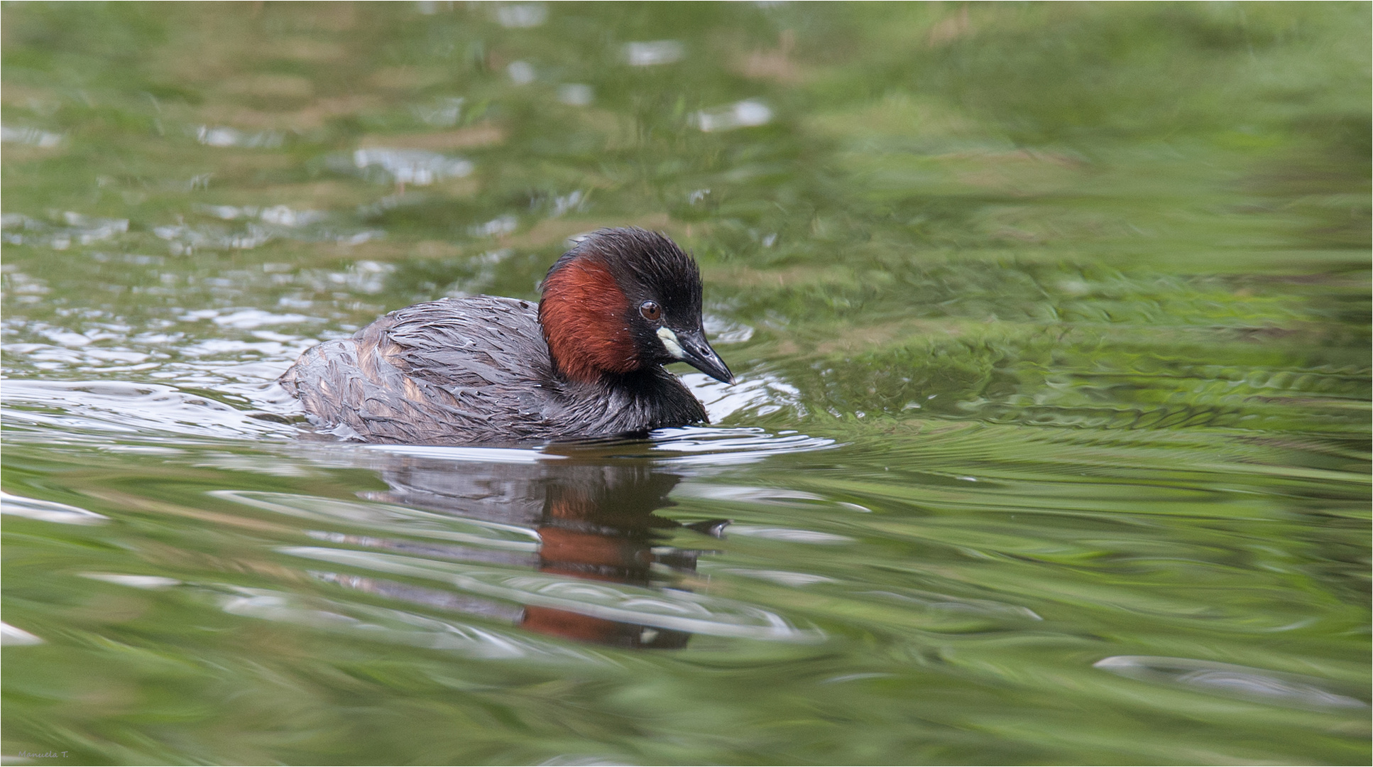 Little Grebe photo & image | animals, wildlife, birds images at photo ...