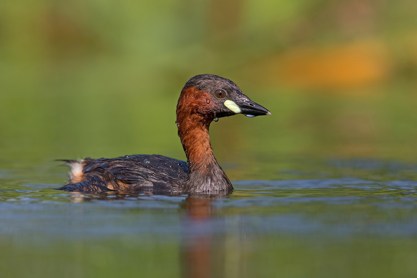Little grebe Foto & Bild | animals, wildlife, birds Bilder auf ...