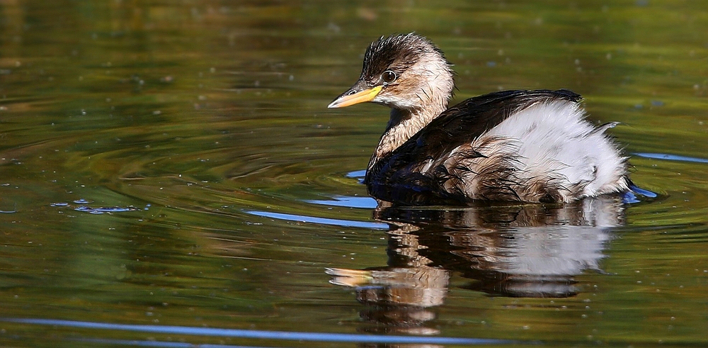 Little Grebe (immature) photo & image | animals, wildlife, birds images ...