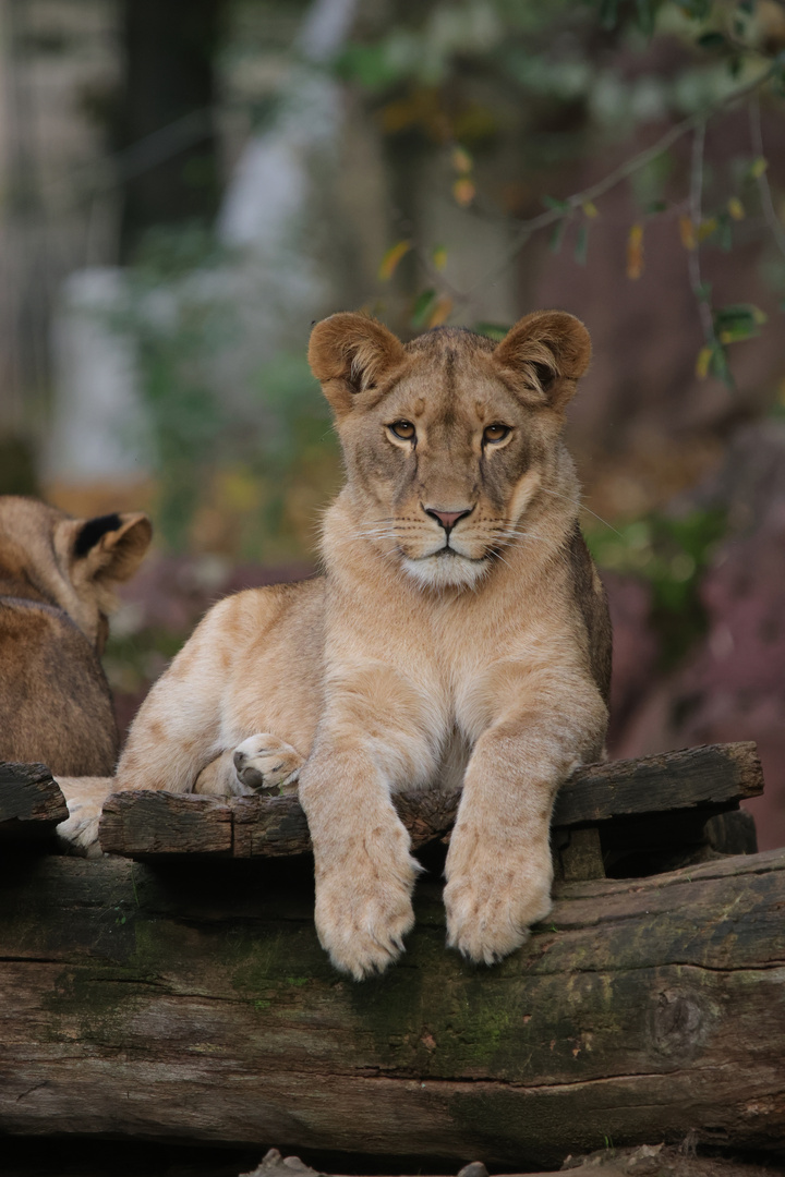 little Lion Foto & Bild | fotos, outdoor, natur Bilder auf fotocommunity