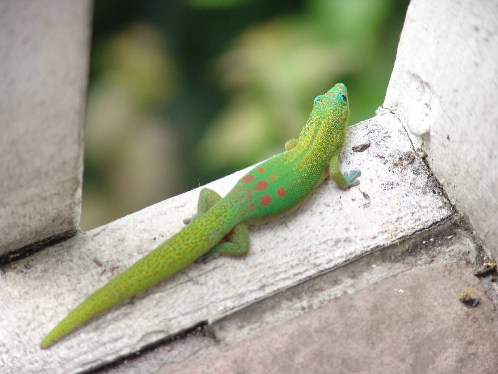 Little Lizard Foto & Bild | tiere, wildlife, amphibien & reptilien ...