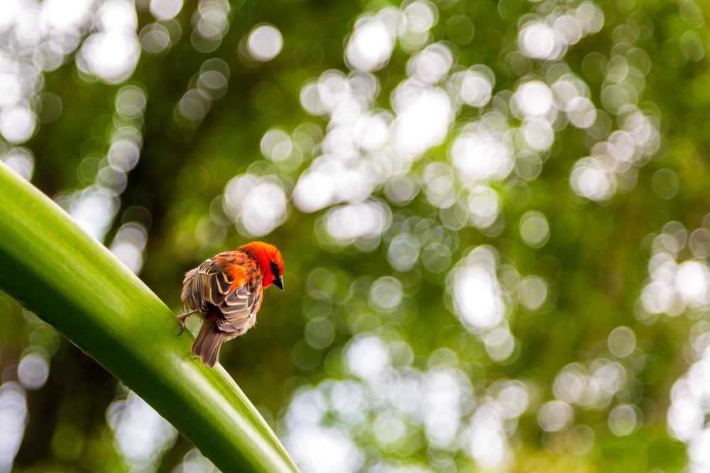 Little Red Bird Foto & Bild | tiere, natur, vogel Bilder auf fotocommunity