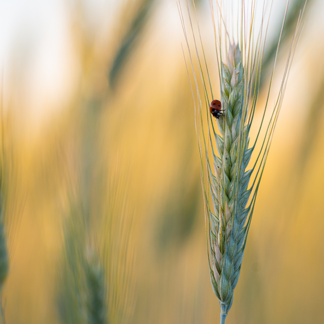 Little red dot Foto & Bild | natur, pflanzen, insekten Bilder auf ...