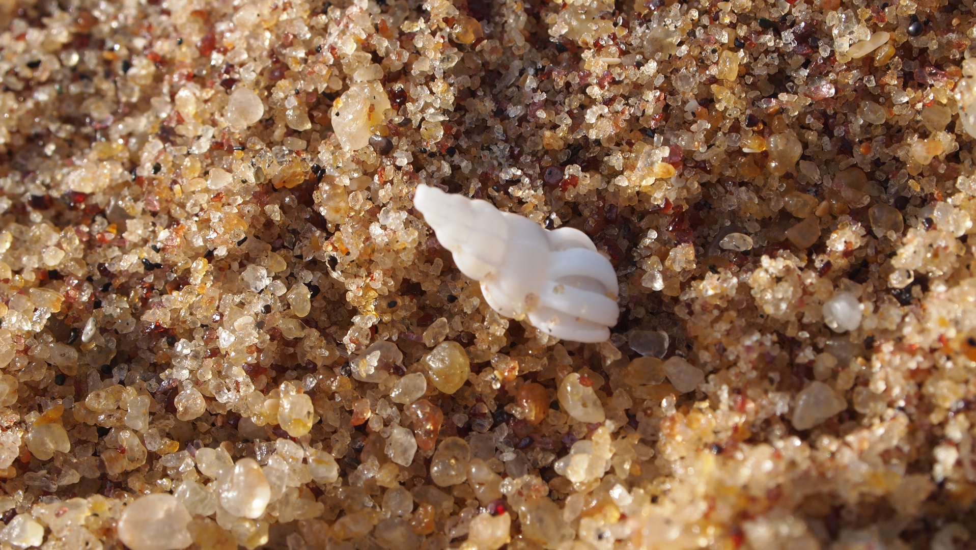 Little seashell Foto & Bild | natur klein strand muschel, natur Bilder ...