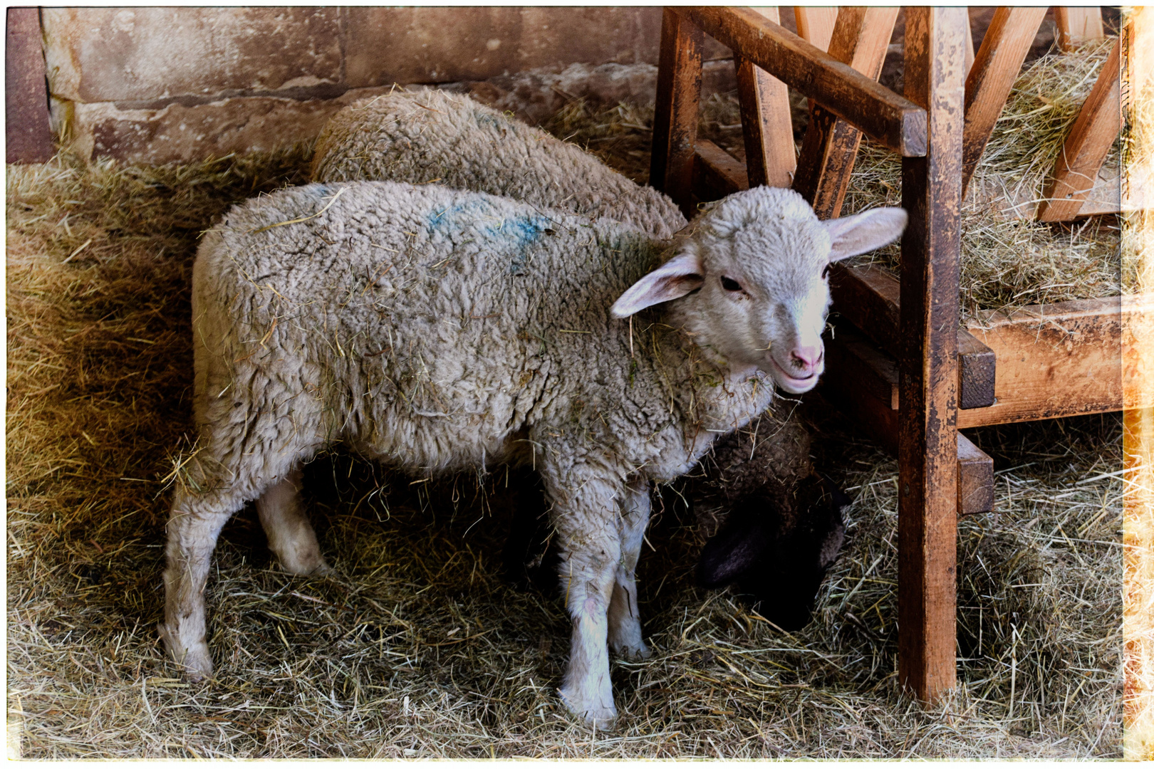 little sheep Foto & Bild | natur, tiere, haustiere Bilder auf fotocommunity