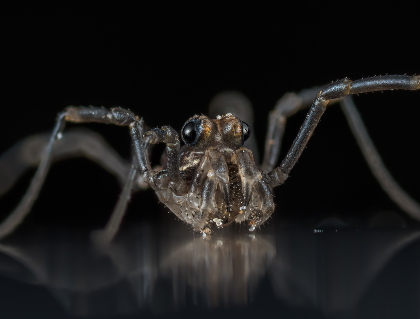 Little spider (Weberknecht) Foto & Bild | spezial, makro, natur Bilder ...