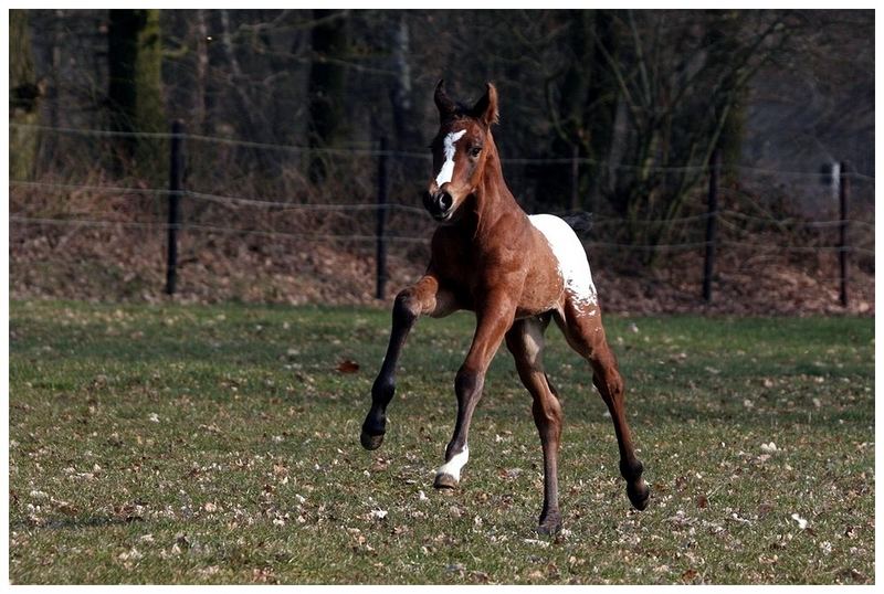 Little Stallion Foto & Bild | tiere, haustiere, pferde, esel, maultiere ...