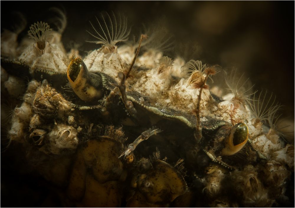 Little Volcanoes Foto & Bild | holland , world, natur Bilder auf ...