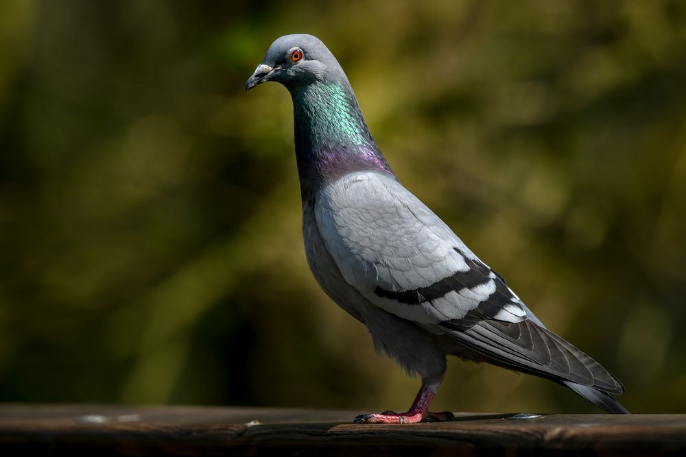 Livia domestica Foto & Bild | tiere, wildlife, wild lebende vögel ...