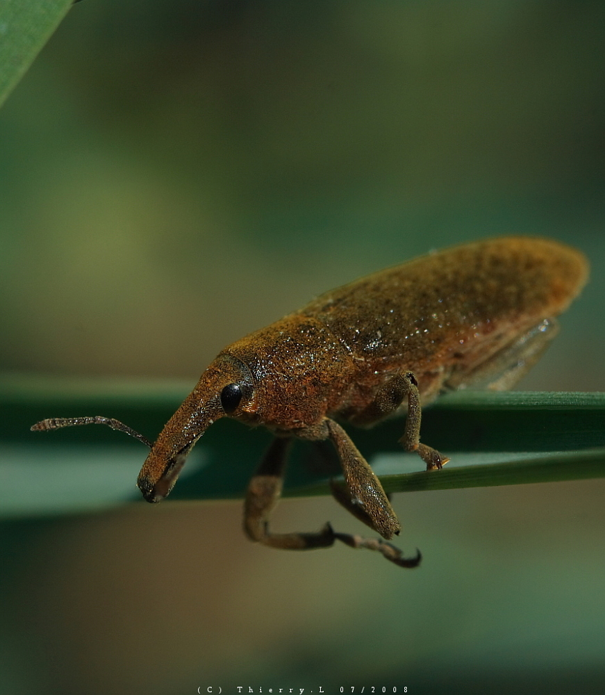 Lixus algirus... photo et image | macro nature, macro insectes, nature ...