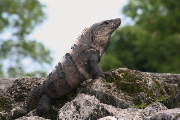 Belize Bilder & Fotos