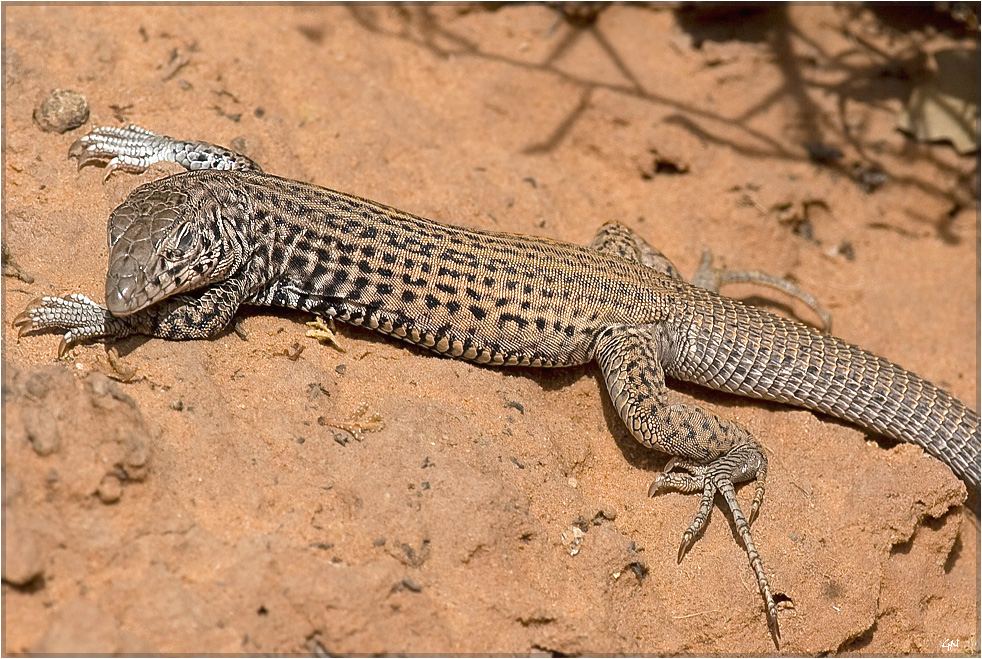 Lizard Foto & Bild | north america, united states, national parks ...