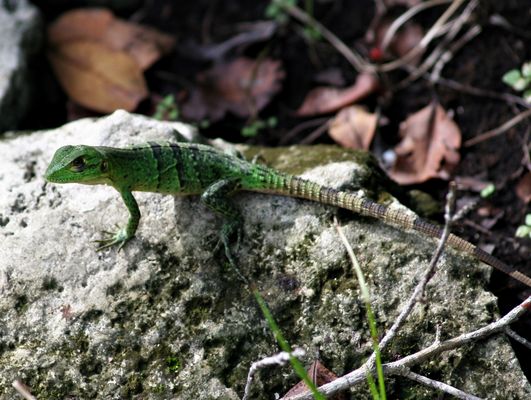 Belize Bilder & Fotos