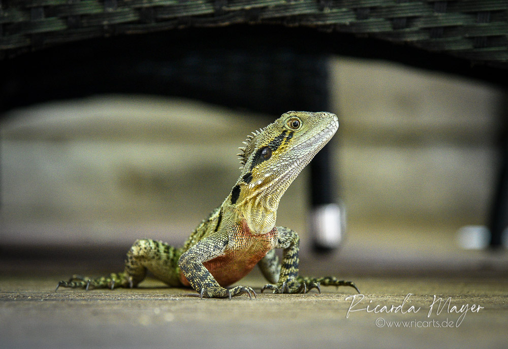 lizard-king Foto & Bild | tiere, natur, echse Bilder auf fotocommunity