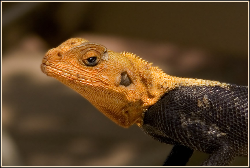 Lizzard Foto & Bild | tiere, wildlife, amphibien & reptilien Bilder auf ...