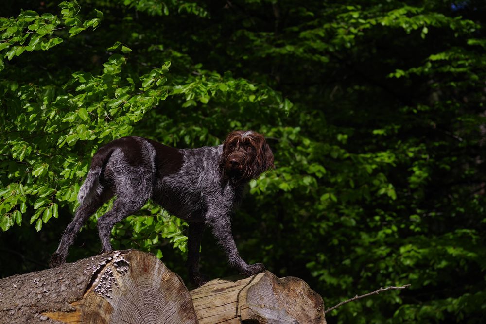 Lizzy ist sehr neugierig Foto & Bild | hunde, natur, tier Bilder auf ...