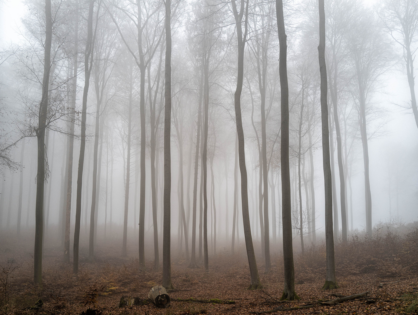 lllllll Foto & Bild | jahreszeiten, herbst, wald Bilder auf fotocommunity