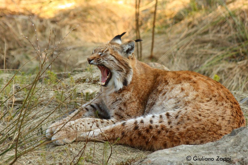 Lo sbadiglio Foto % Immagini| animali, mammiferi allo stato libero ...
