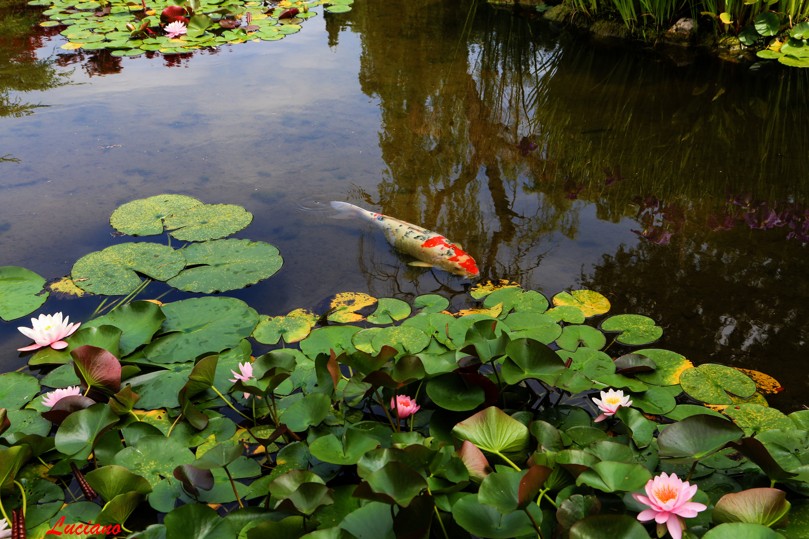 lo stagno Foto % Immagini| piante, fiori e funghi, paesaggi, laghi e ...