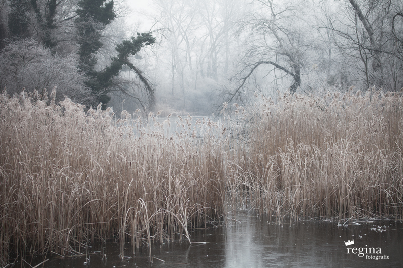 Lobau Foto & Bild | outdoor, winter, eis Bilder auf fotocommunity
